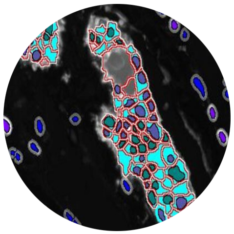 Accueil - Excilone Services